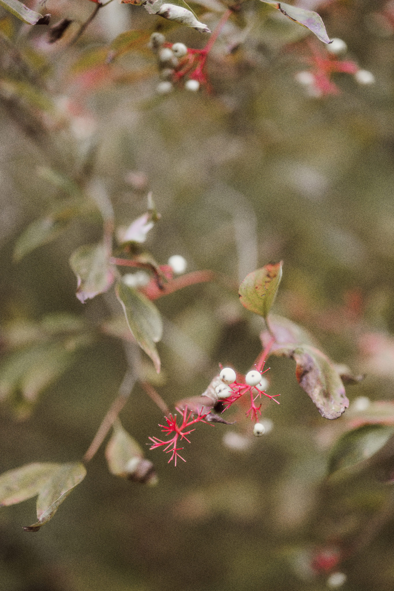 E + F | Couple's Boudoir in the Autumn Forest | Afterglow